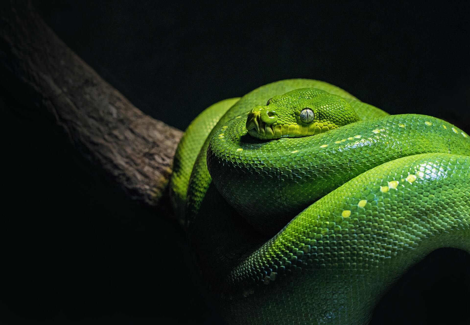 Mocking Global Variables In Python Tests Helmer Blog 3250